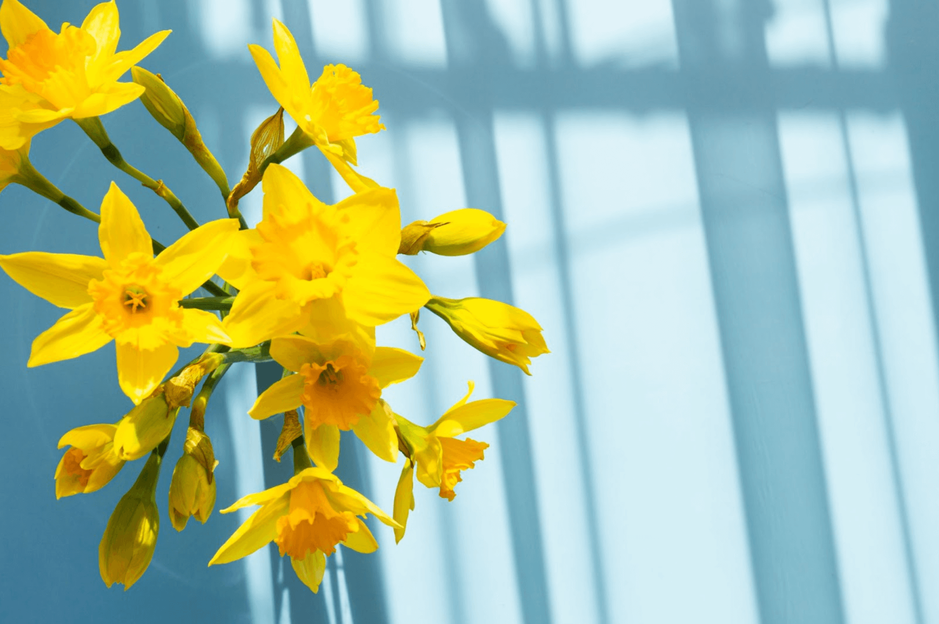 Spring Renewal: Elevate Your Home with Stylish Window Treatments ...